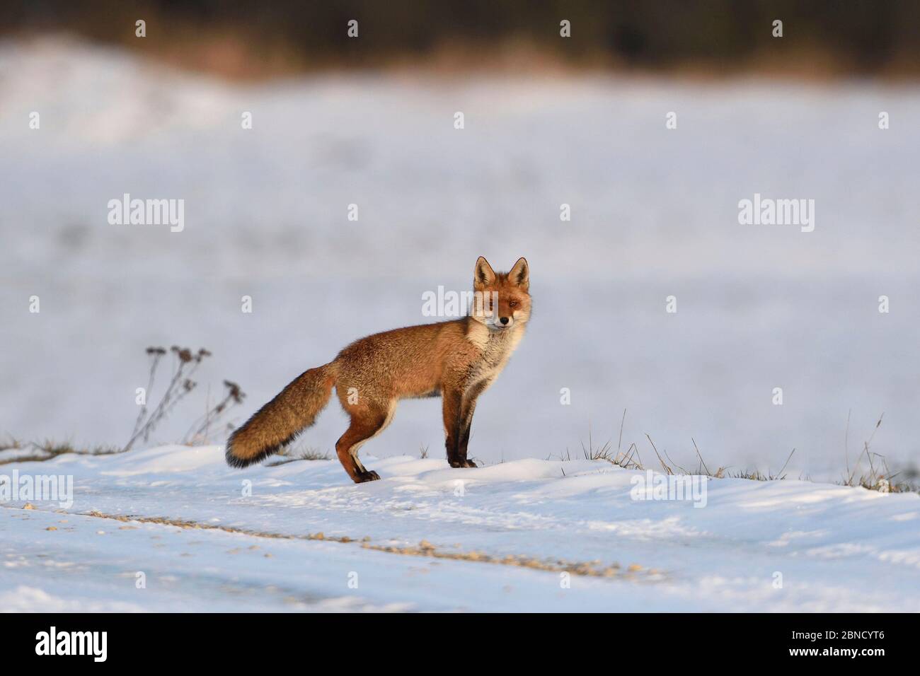 Red fox (Vulpes vulpes) hunting in snowy field, Vosges, France ...