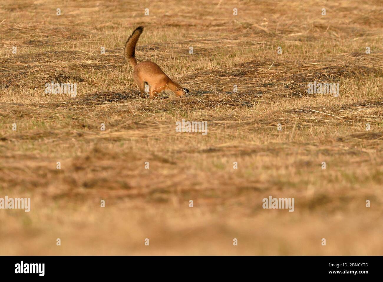 Red fox (Vulpes vulpes) pouncing / hunting in meadow, Vosges, France ...