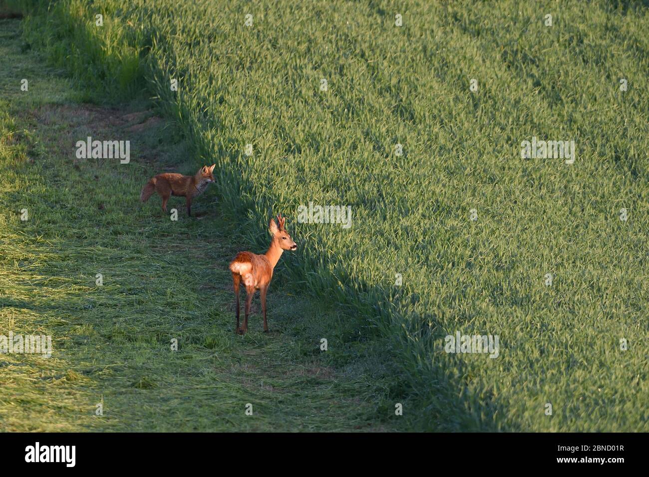 Red fox (Vulpes vulpes) and Roe deer (Capreolus capreolus) in field ...