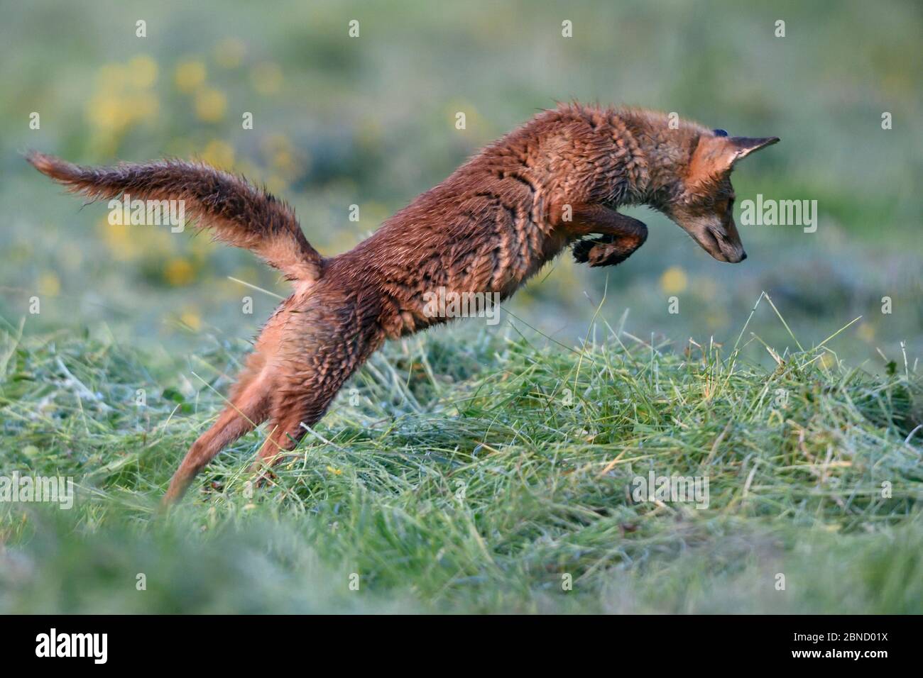 Red fox (Vulpes vulpes) pouncing / hunting in a meadow, Vosges, France ...