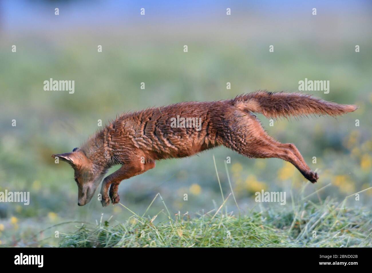 Red fox (Vulpes vulpes) pouncing / hunting in a meadow, Vosges, France ...