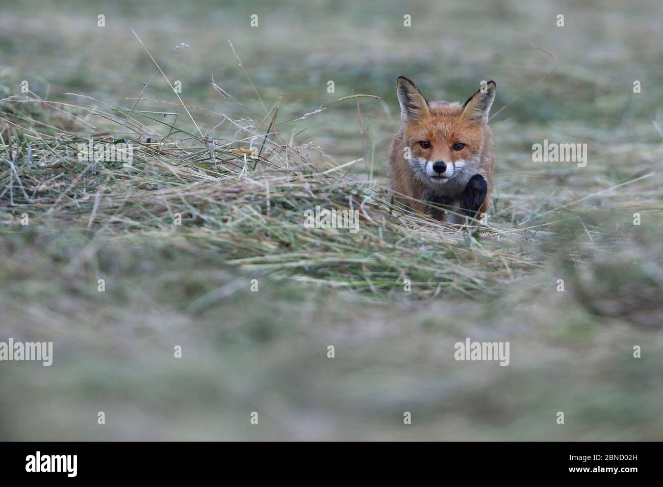 Red fox (Vulpes vulpes) hunting in meadow, Vosges, France, July Stock ...