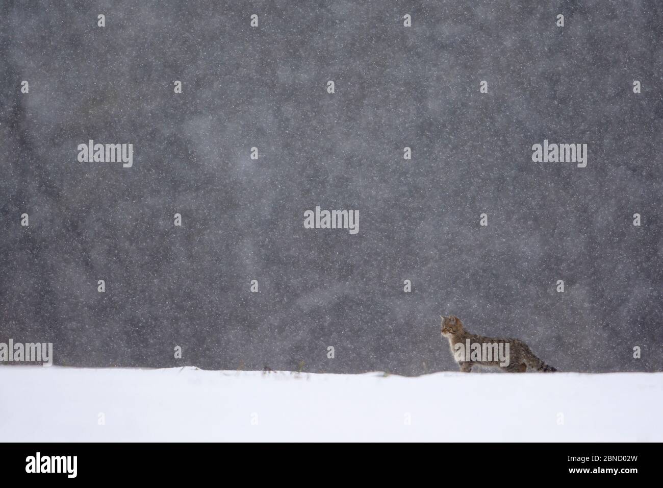 Wild cat (Felis silvestris) hunting in snowy field, Vosges, France ...