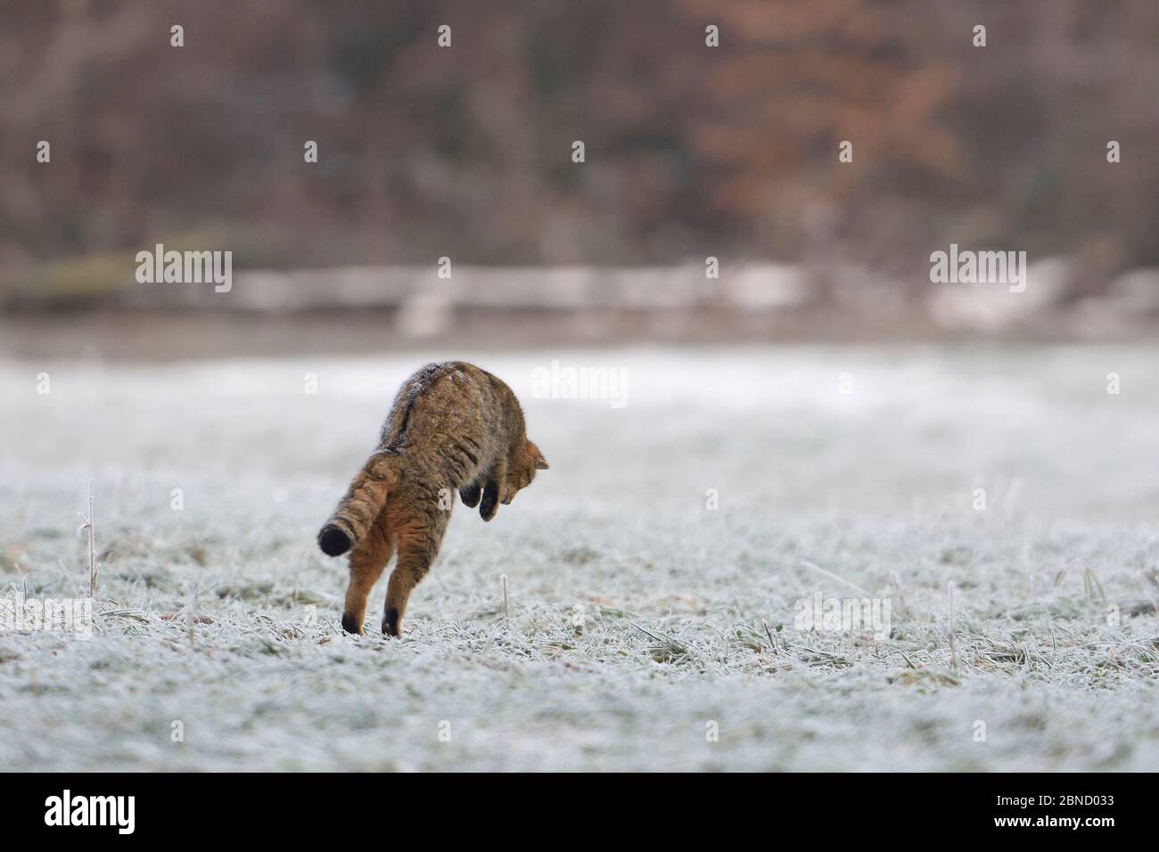 Pouncing cat hi-res stock photography and images - Alamy
