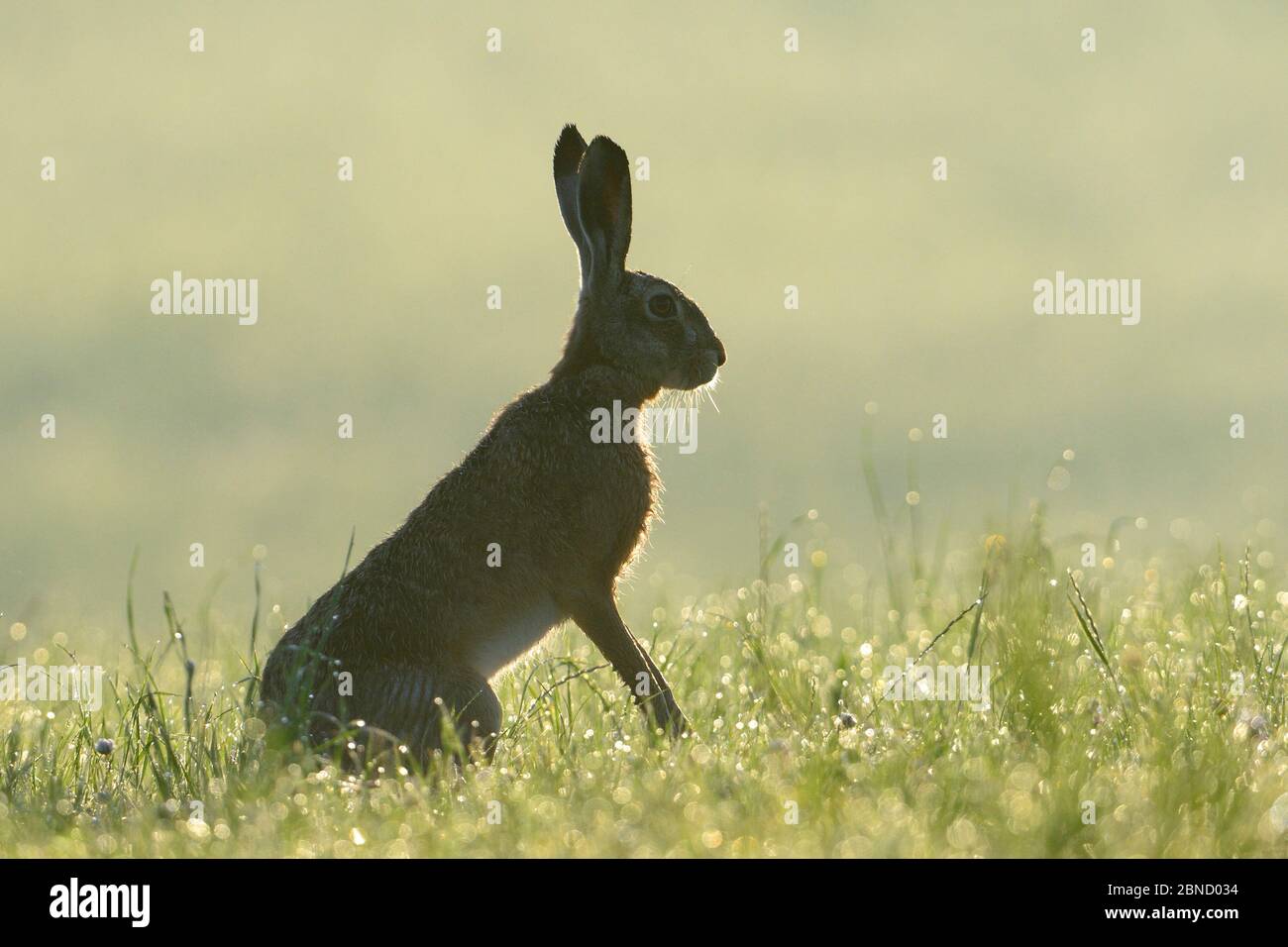 Brown hare (Lepus europaeus) in field at dawn, Vosges, France, May ...