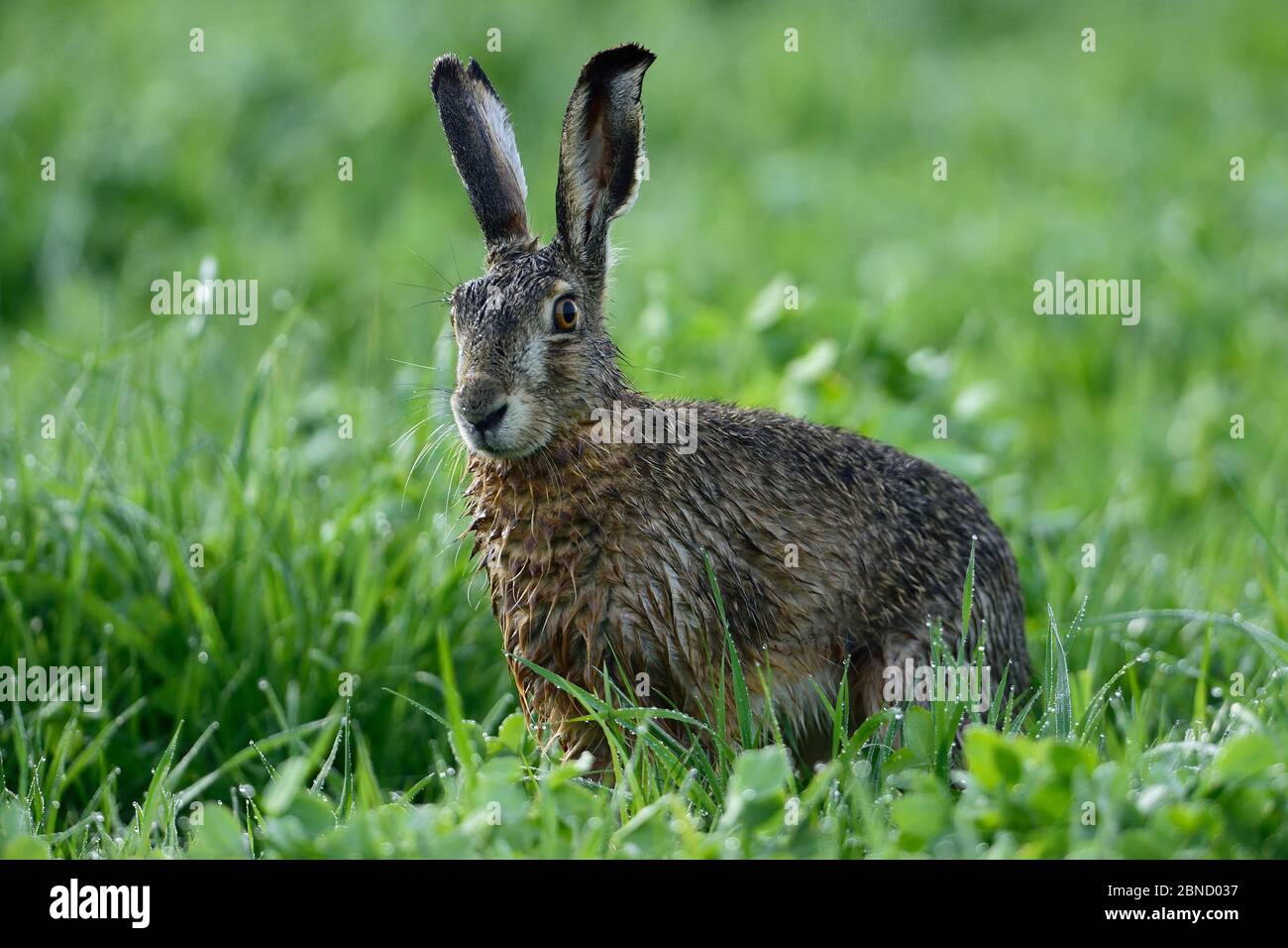 Brown hare (Lepus europaeus) with wet fur, Vosges, France, April Stock ...