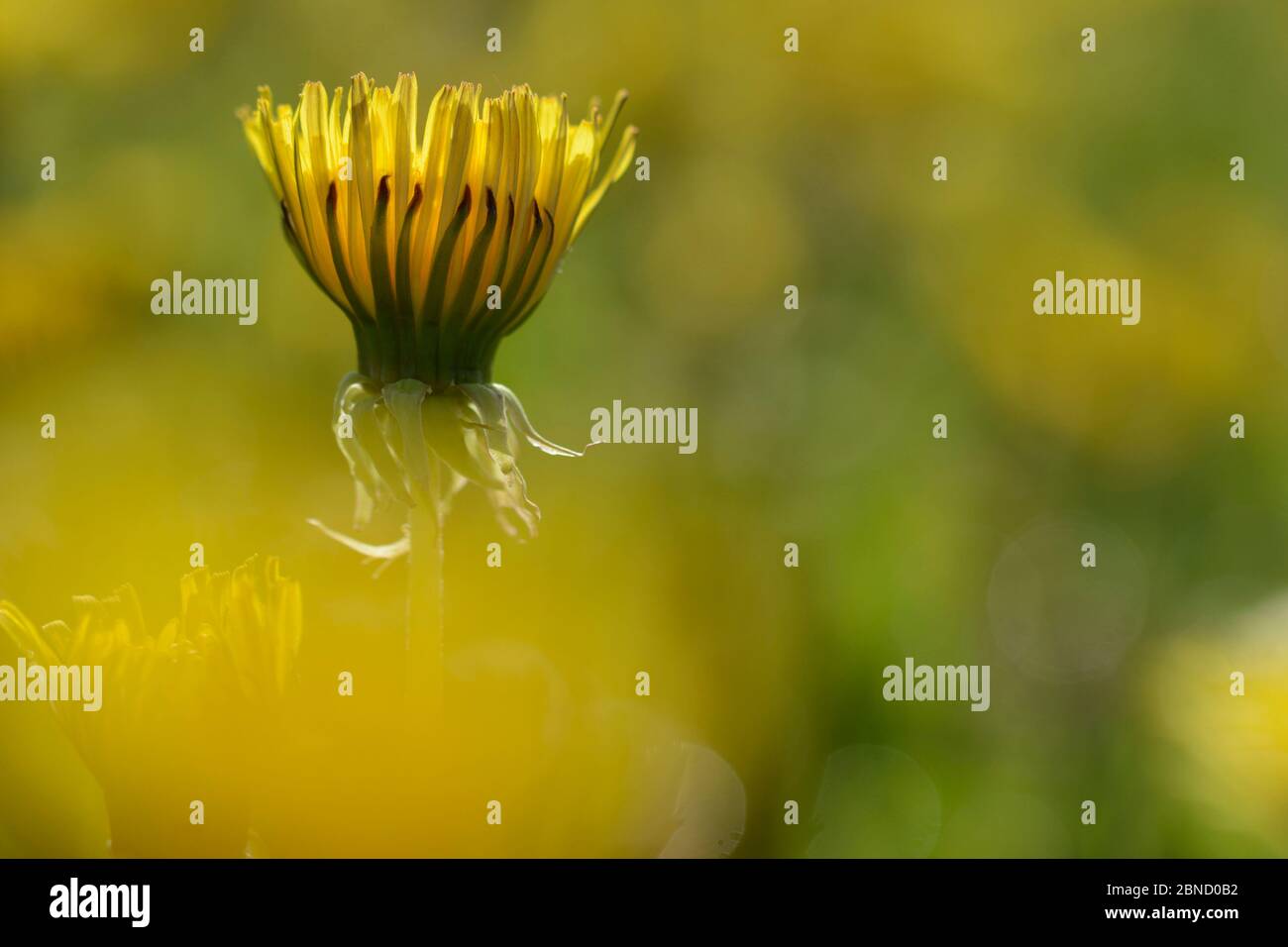 Taraxacum kok saghyz hi-res stock photography and images - Alamy
