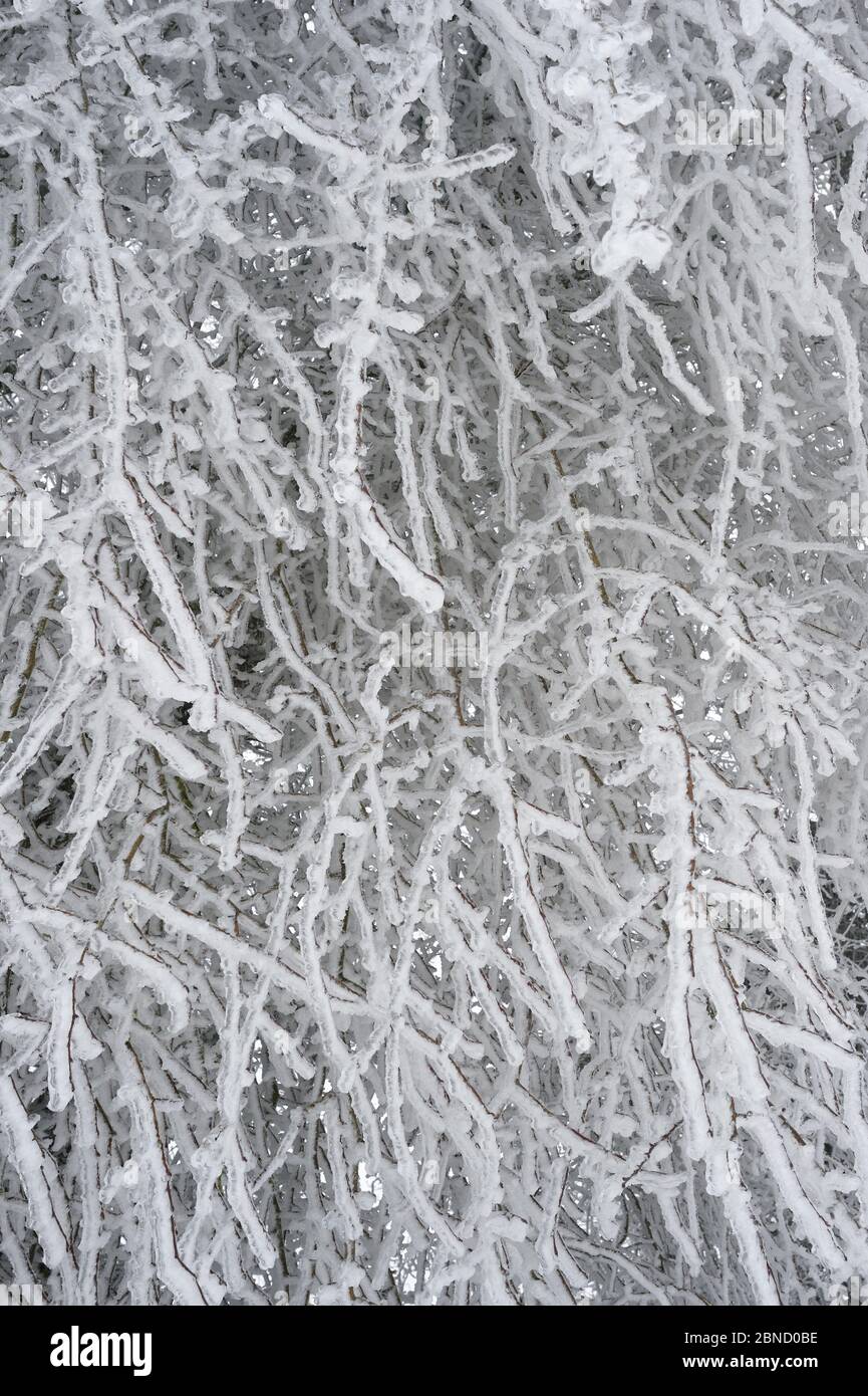 Ice on branches, Vosges, France, January Stock Photo - Alamy