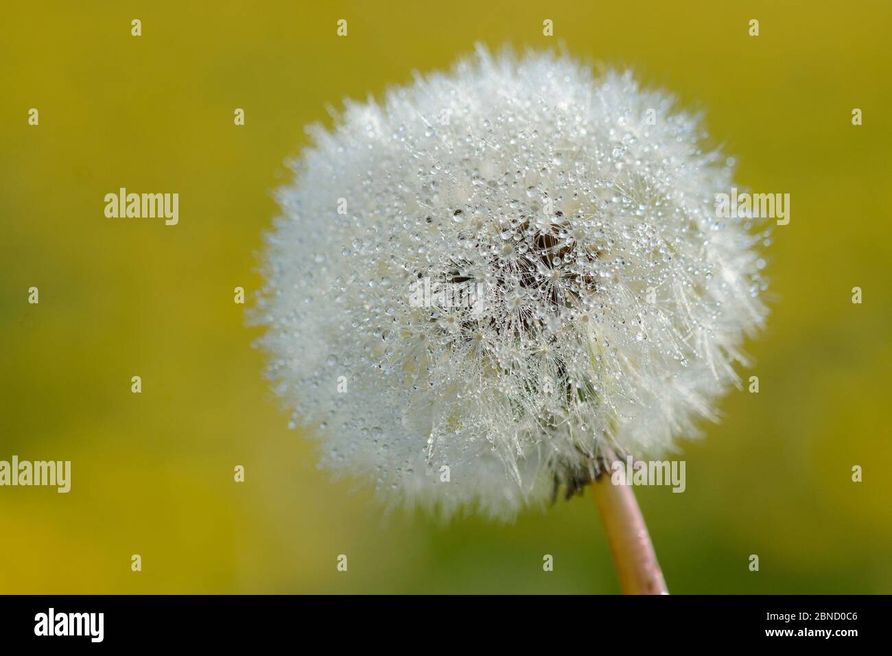 Taraxacum kok saghyz hi-res stock photography and images - Alamy
