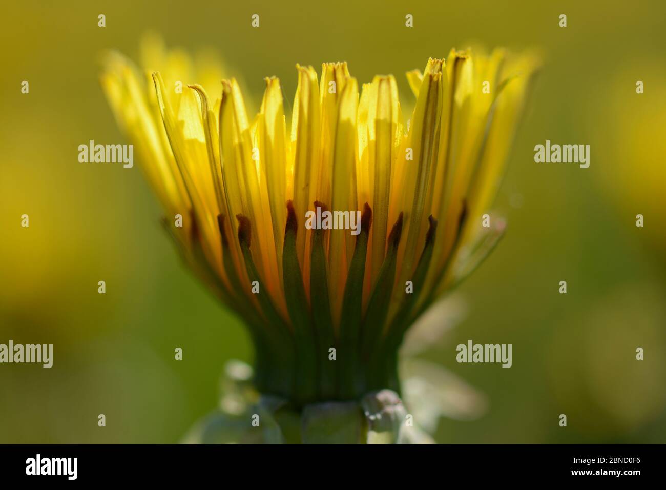 Taraxacum kok saghyz hi-res stock photography and images - Alamy
