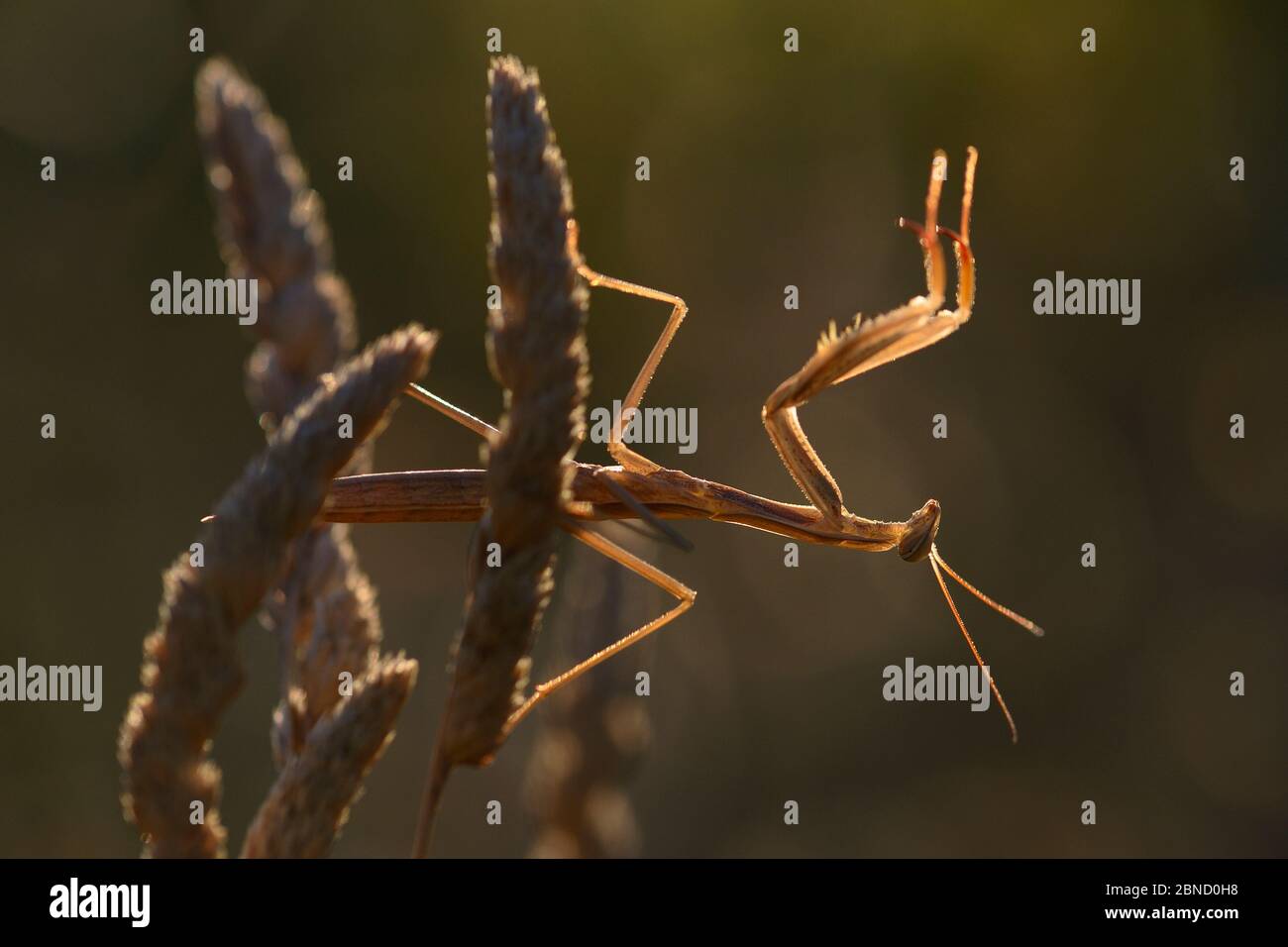 Praying mantis (Mantis religiosa) male with front legs outstretched ...
