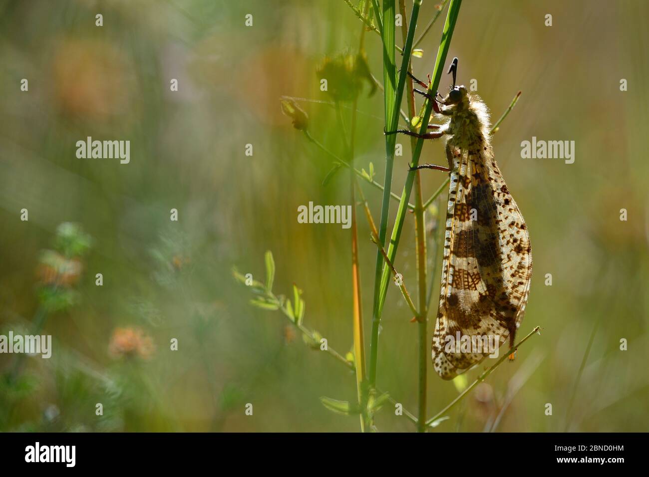 Palpares High Resolution Stock Photography and Images - Alamy
