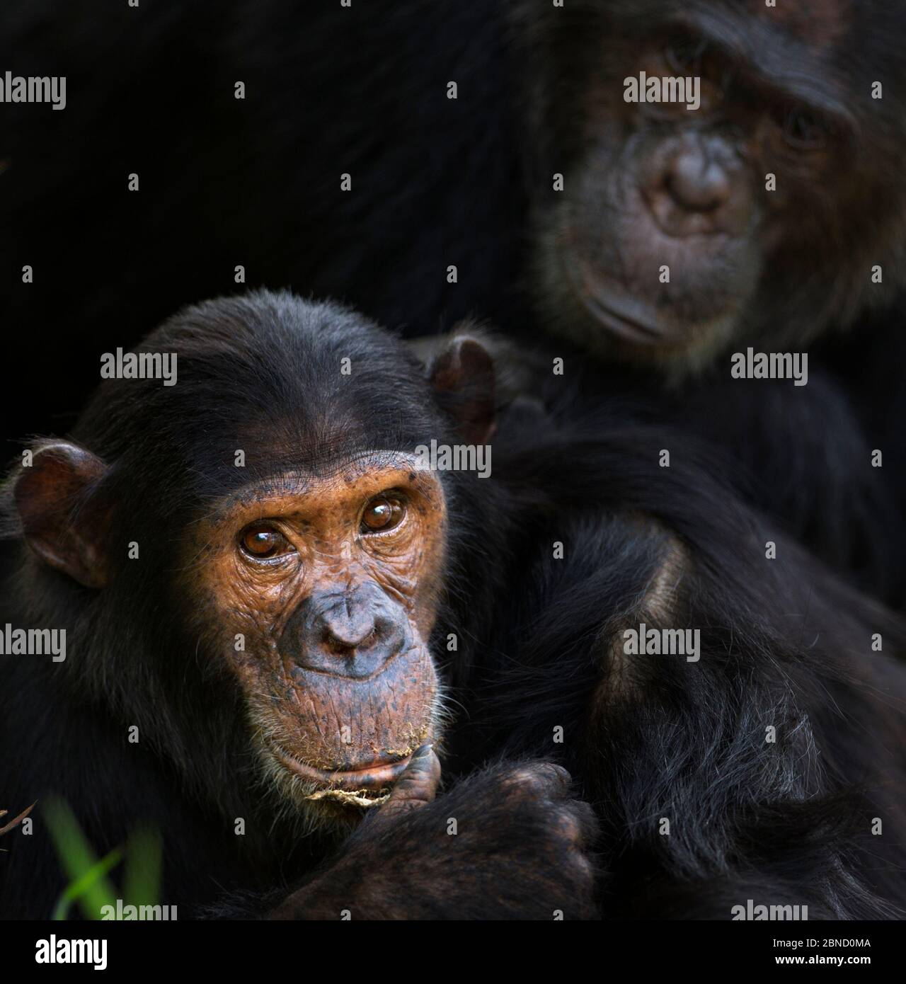 Eastern chimpanzee (Pan troglodytes schweinfurtheii) male 'Faustino ...