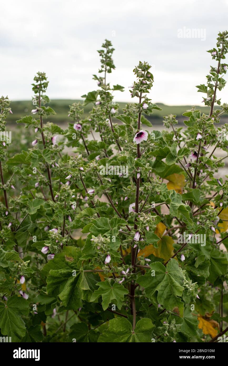 Tree Mallow (Sea Mallow Stock Photo - Alamy