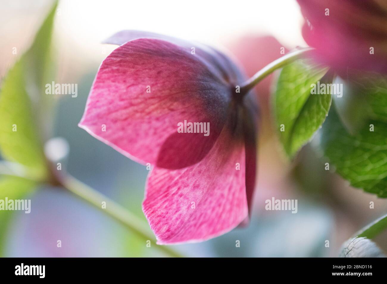 Side View of hellebore against a light back ground Stock Photo - Alamy