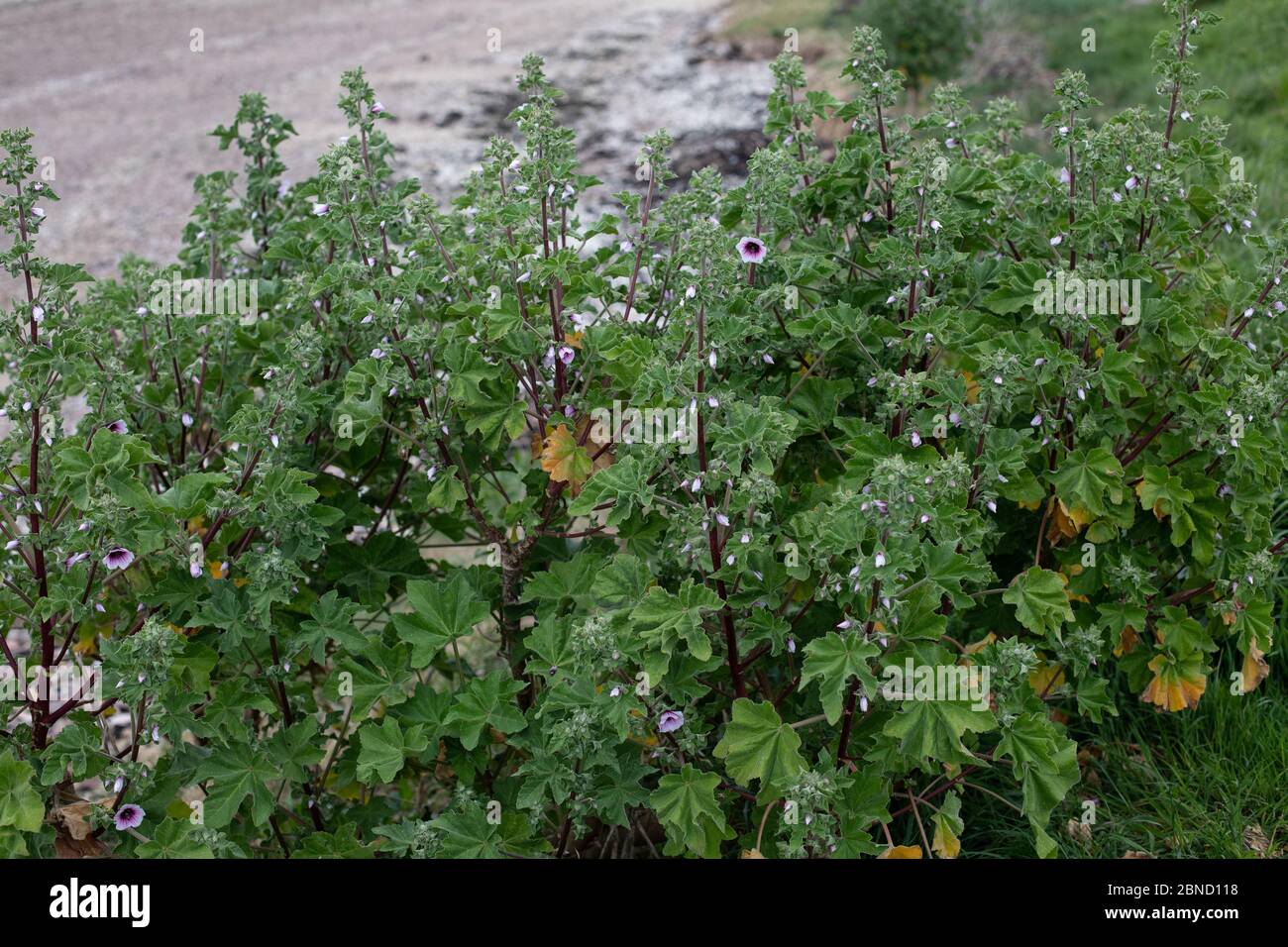 Tree Mallow (Lavatera arborea Stock Photo - Alamy