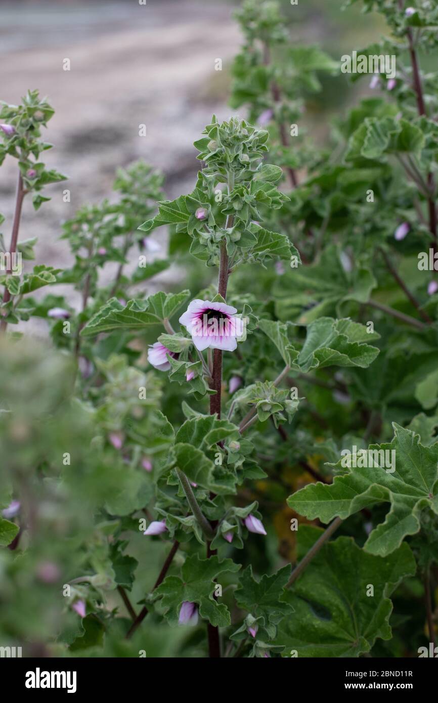 Coastal Tree Mallow Stock Photo - Alamy