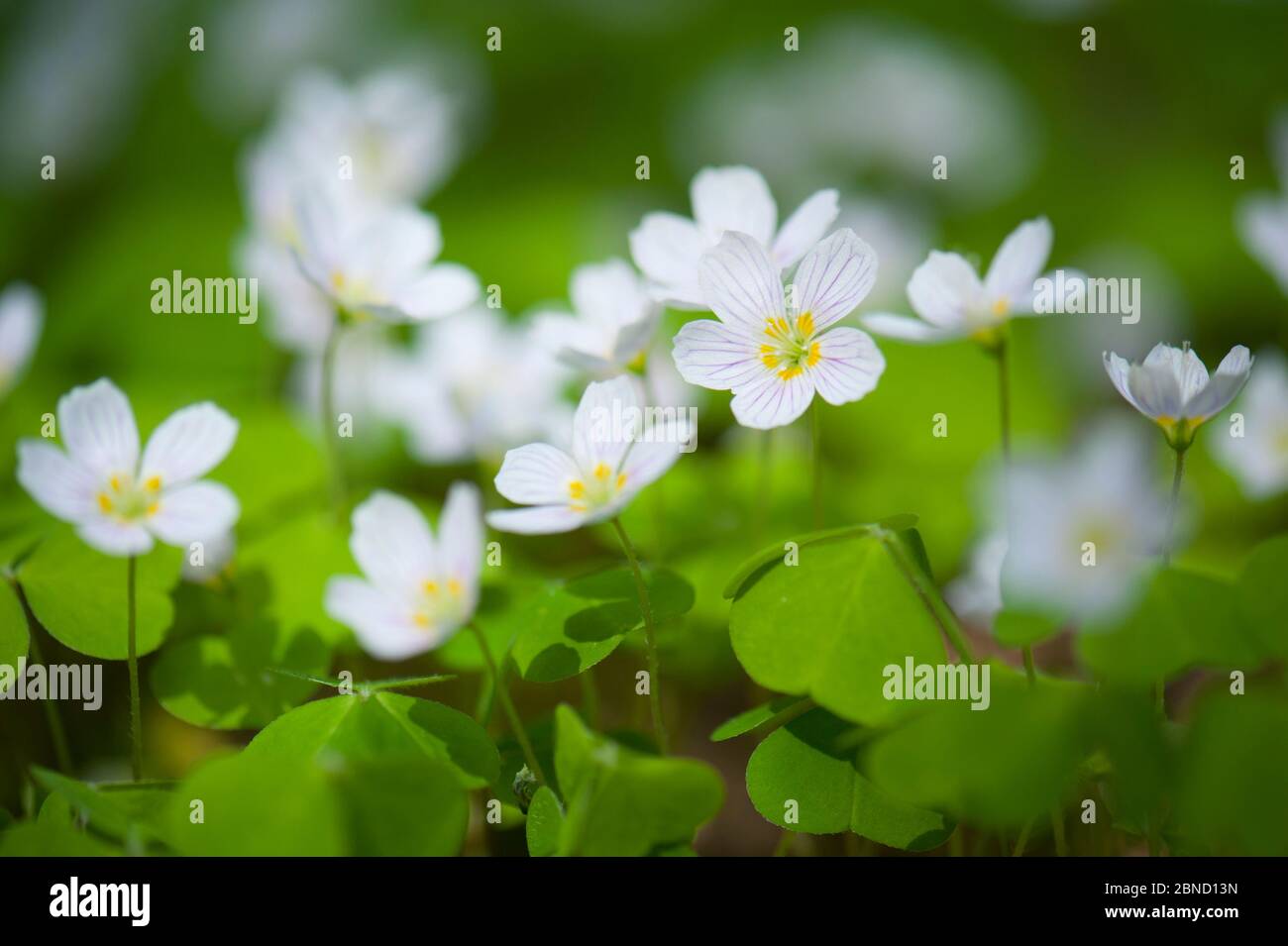 Baltic countries flowers hi-res stock photography and images - Alamy