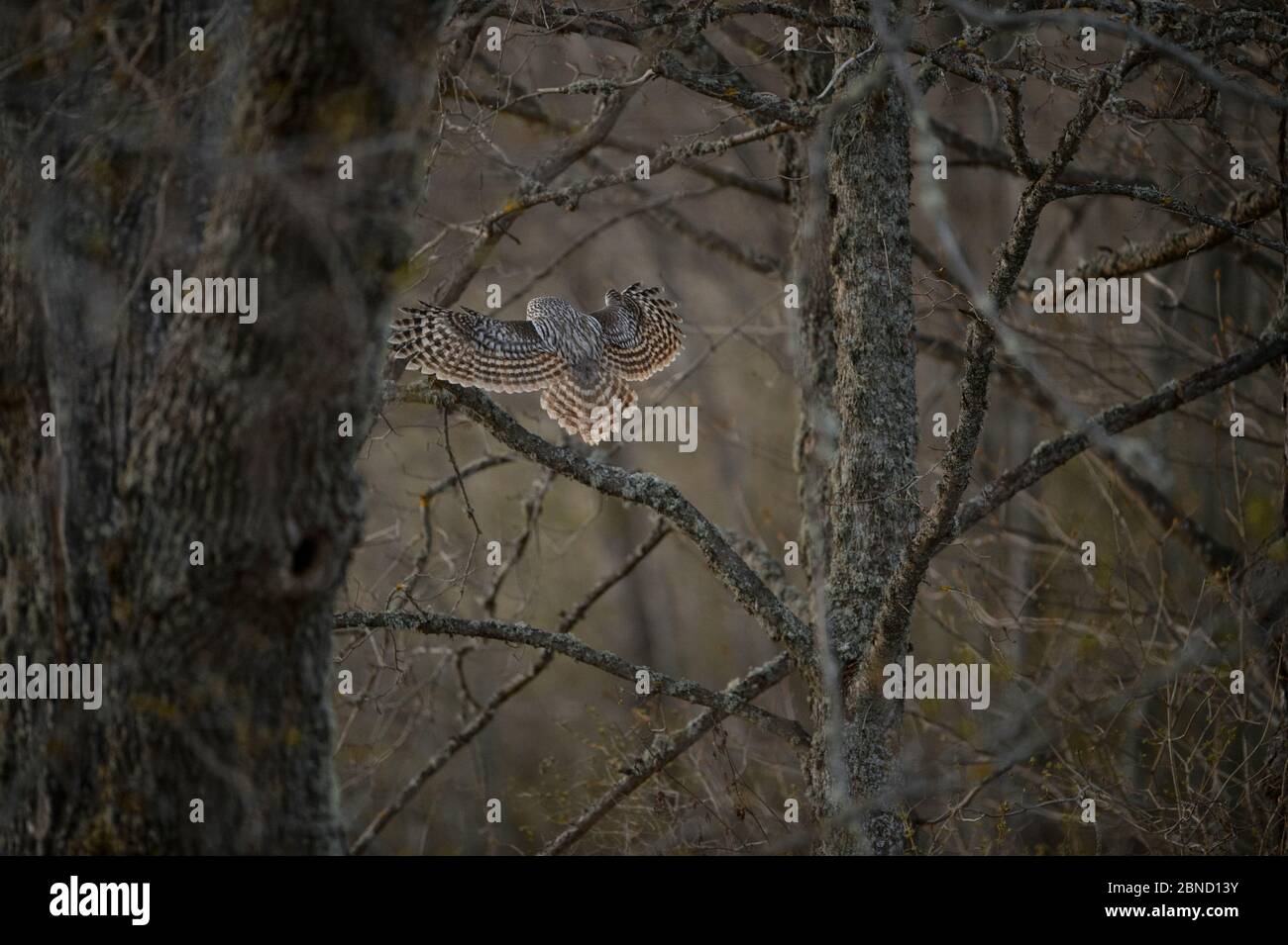Male Ural owl (Strix uralensis) flying through old growth trees ...