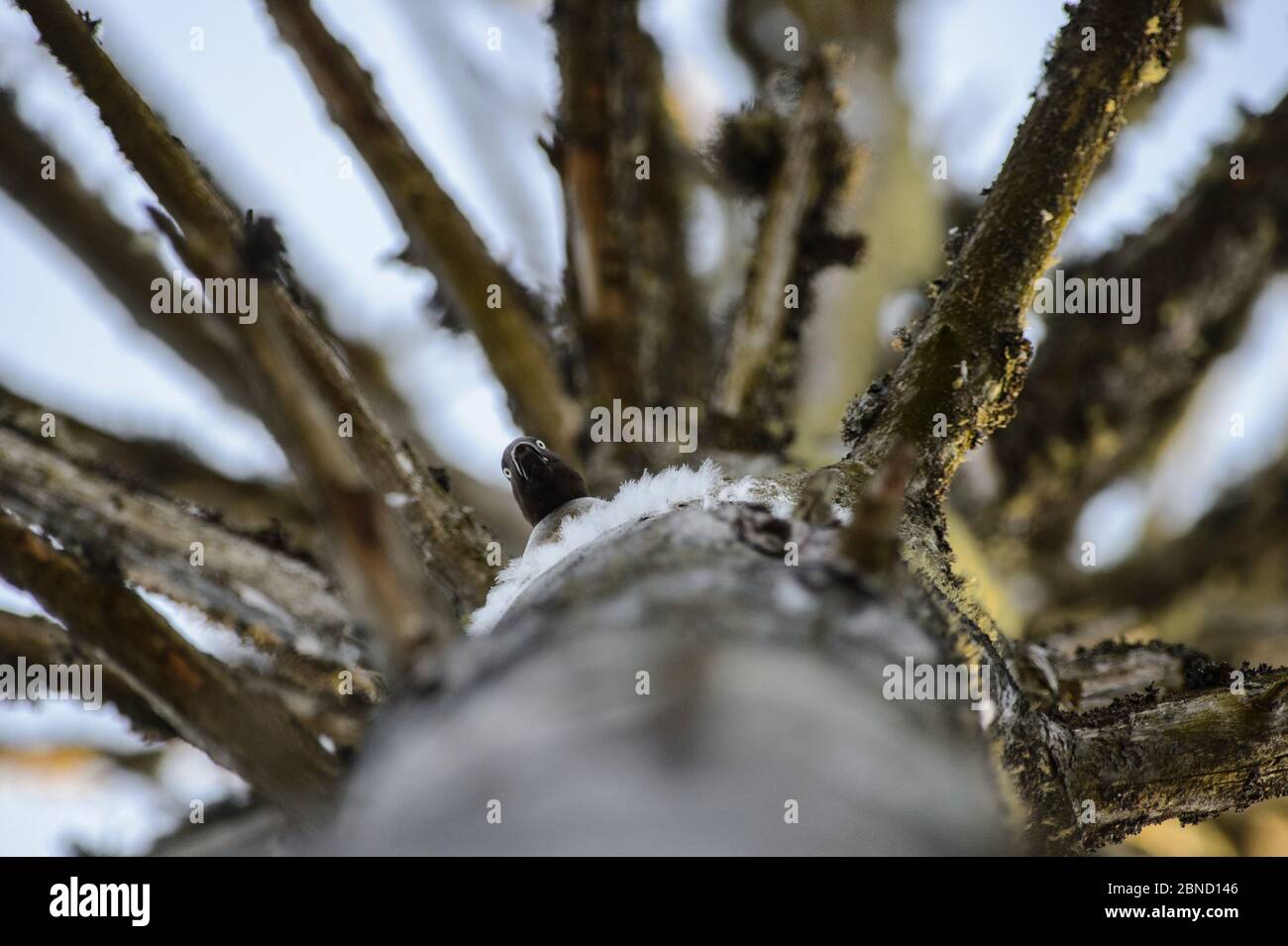 Female Goldeneye (Bucephala clangula) looking out of its nest (an old ...