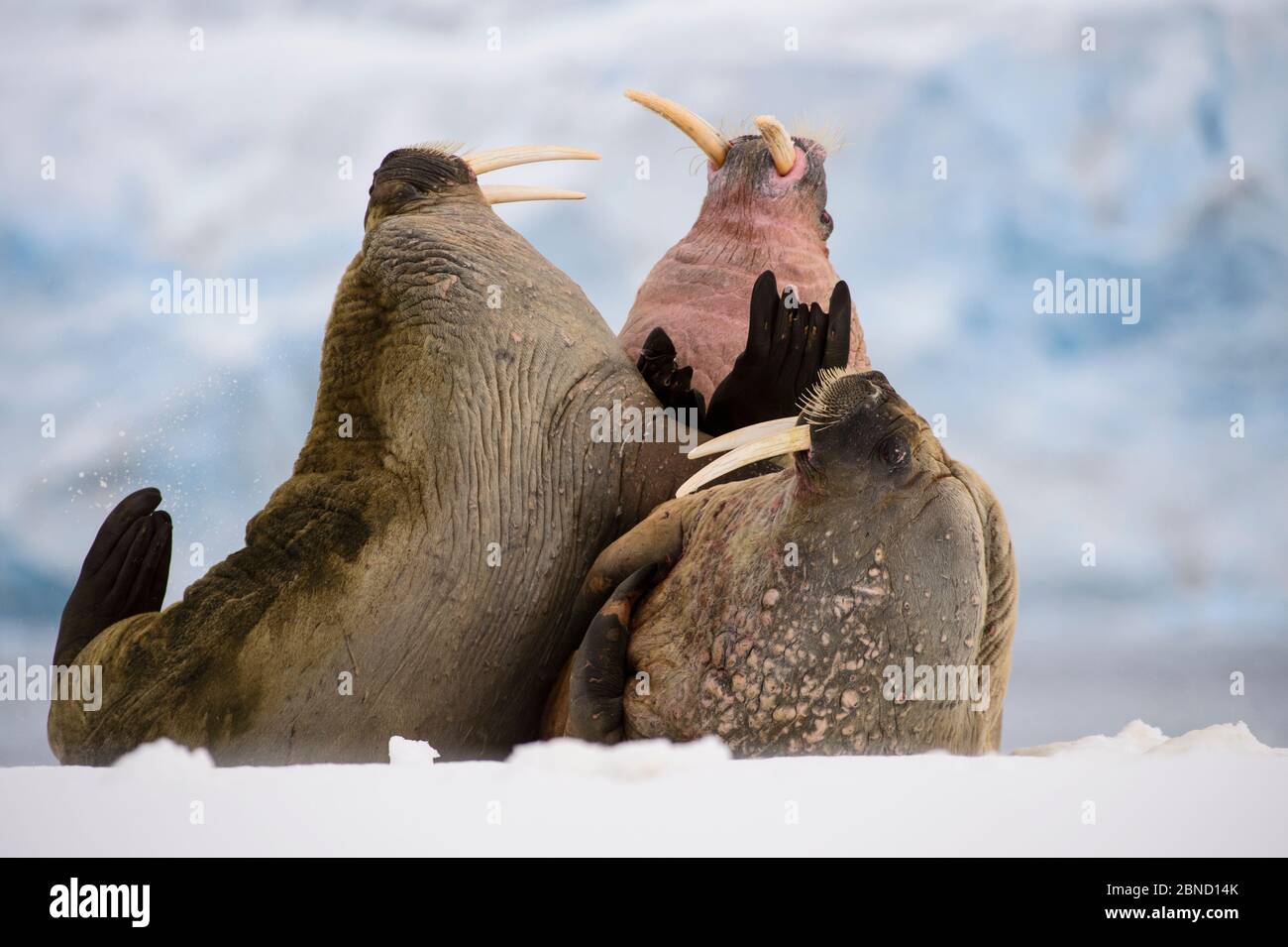 Odobenus rosmarus fighting hi-res stock photography and images - Alamy