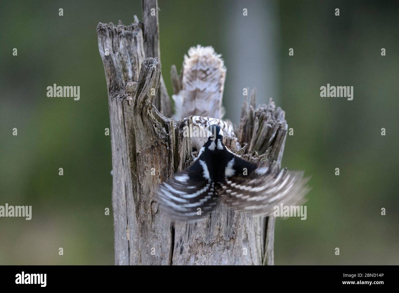 Great-spotted woodpecker (Dendrocopos major) flying towards nesting ...