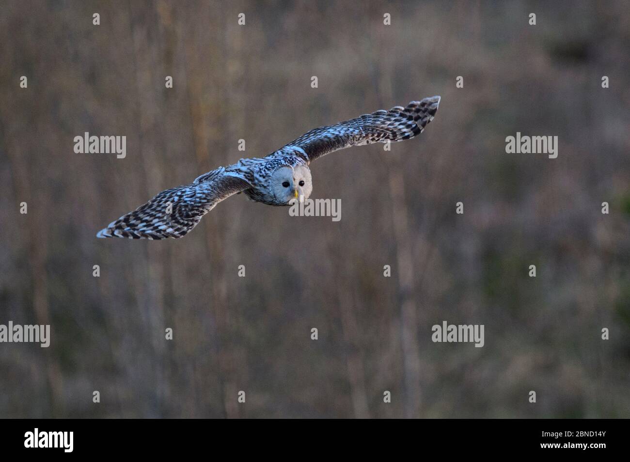 Female ural owl hi-res stock photography and images - Alamy