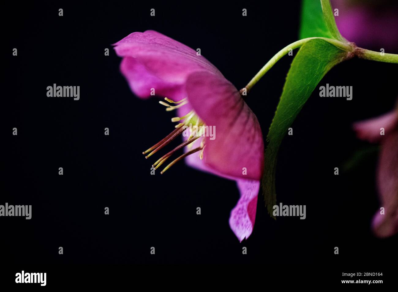 Side view of hellebore against black background Stock Photo - Alamy
