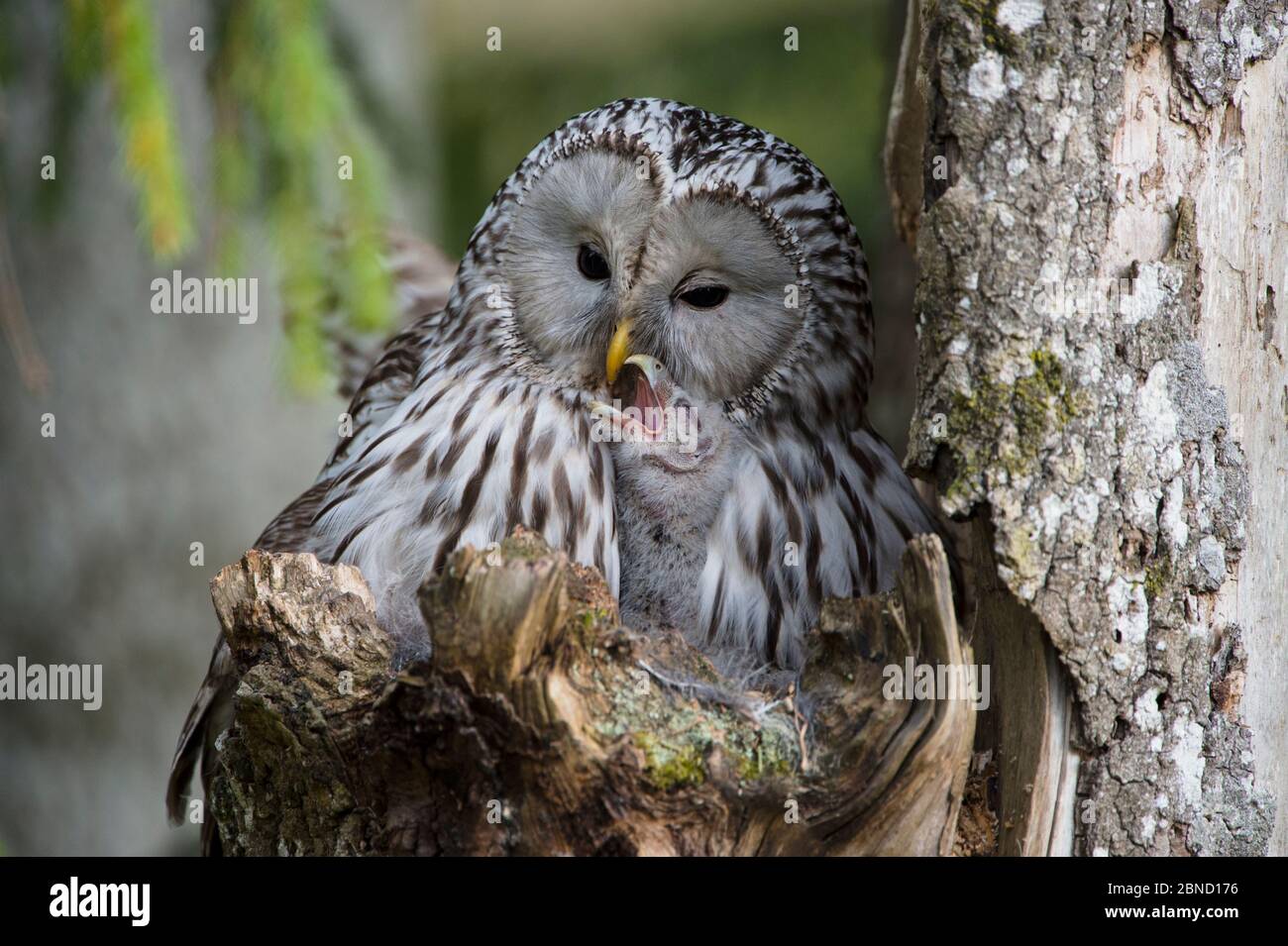 Ural owl (Strix uralensis) nestling begging for food from its mother ...