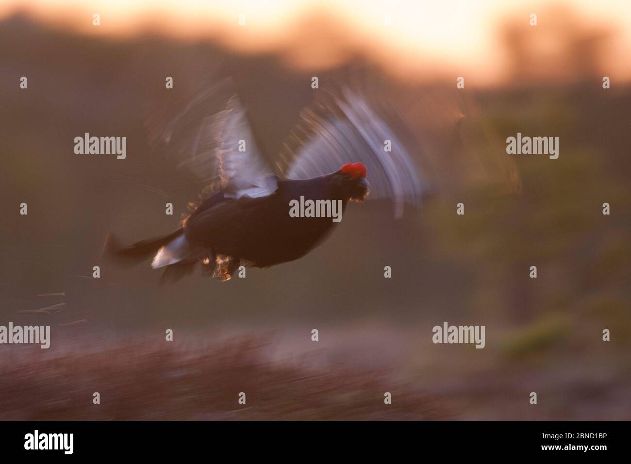 Black grouse (Tetrao tetrix) flying over its lekking grounds at sunrise ...