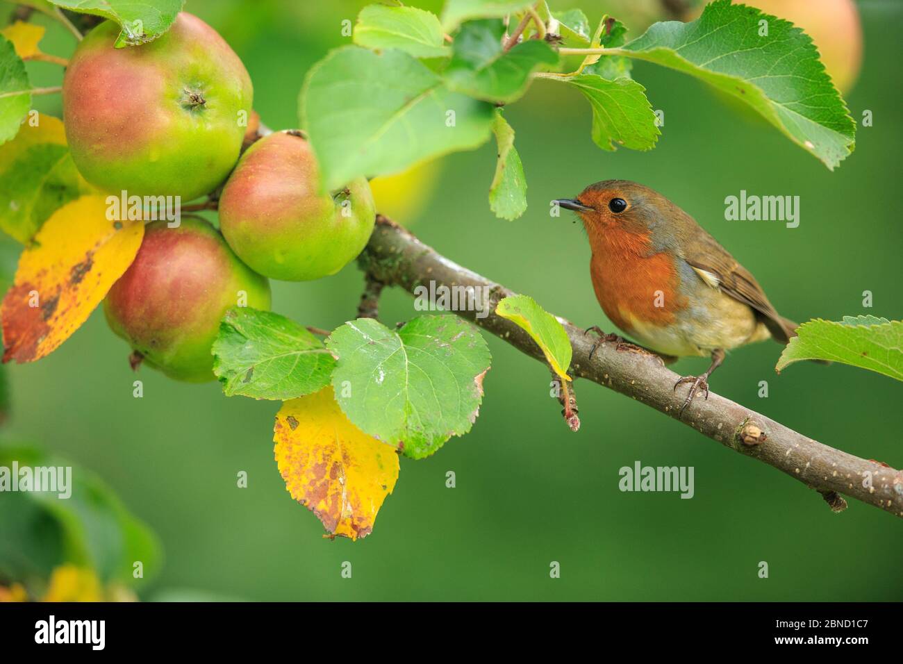 Robin (Erithacus rubecula) on an apple tree, Scotland, September Stock ...