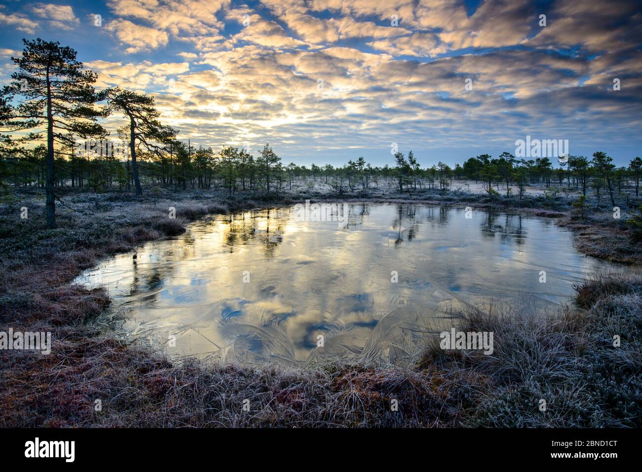 Sunrise over a frozen bog pool, Tartumaa, Estonia, November 2014 Stock ...