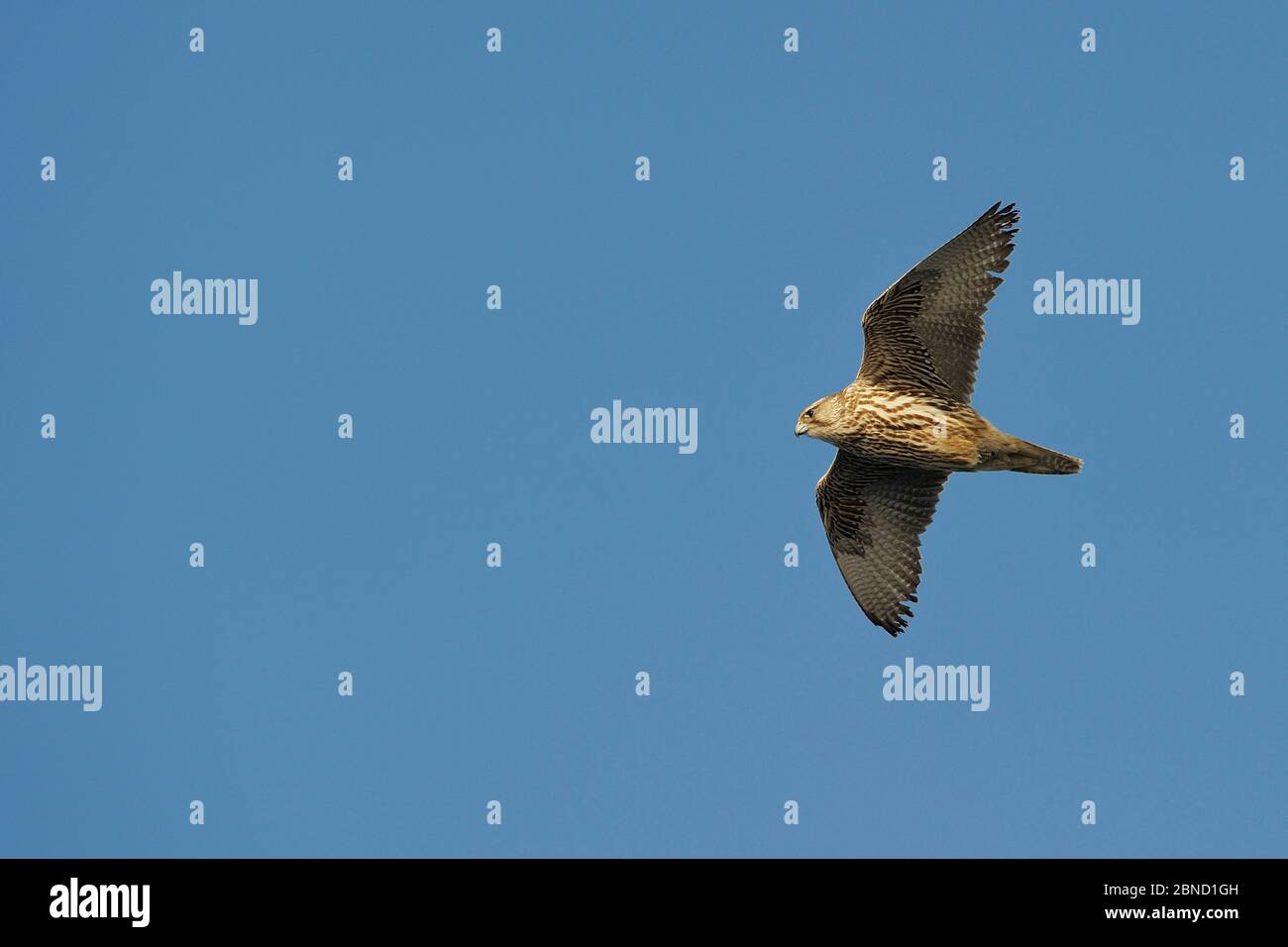 Gyrfalcon(Falco rusticolus) in flight, Hornoya Island, Varanger ...