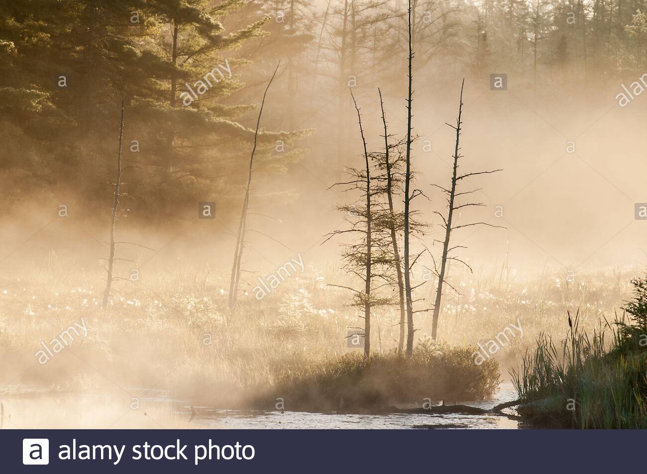 Tamarack Trees High Resolution Stock Photography and Images - Alamy