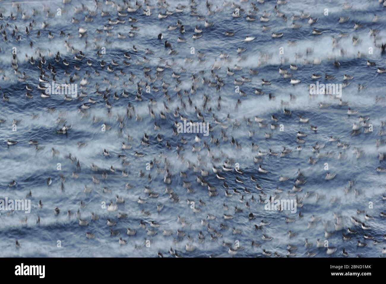 Uria algae hi-res stock photography and images - Alamy