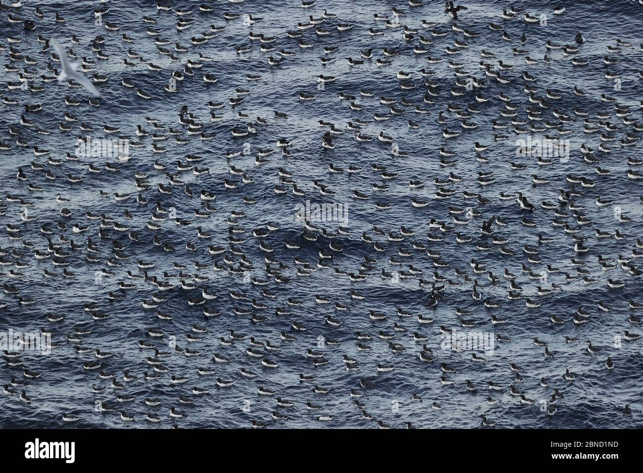 Kittiwakes and guillemots hi-res stock photography and images - Alamy