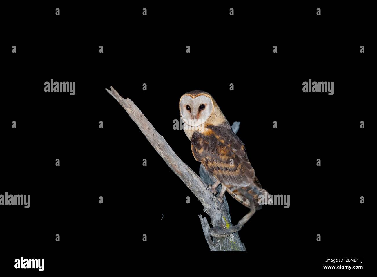African barn owl tyto alba hi-res stock photography and images - Alamy