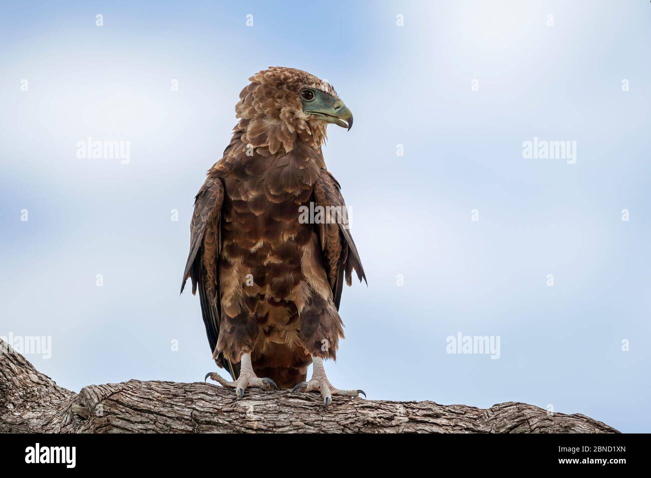 Juvenile bateleur eagle hi-res stock photography and images - Alamy
