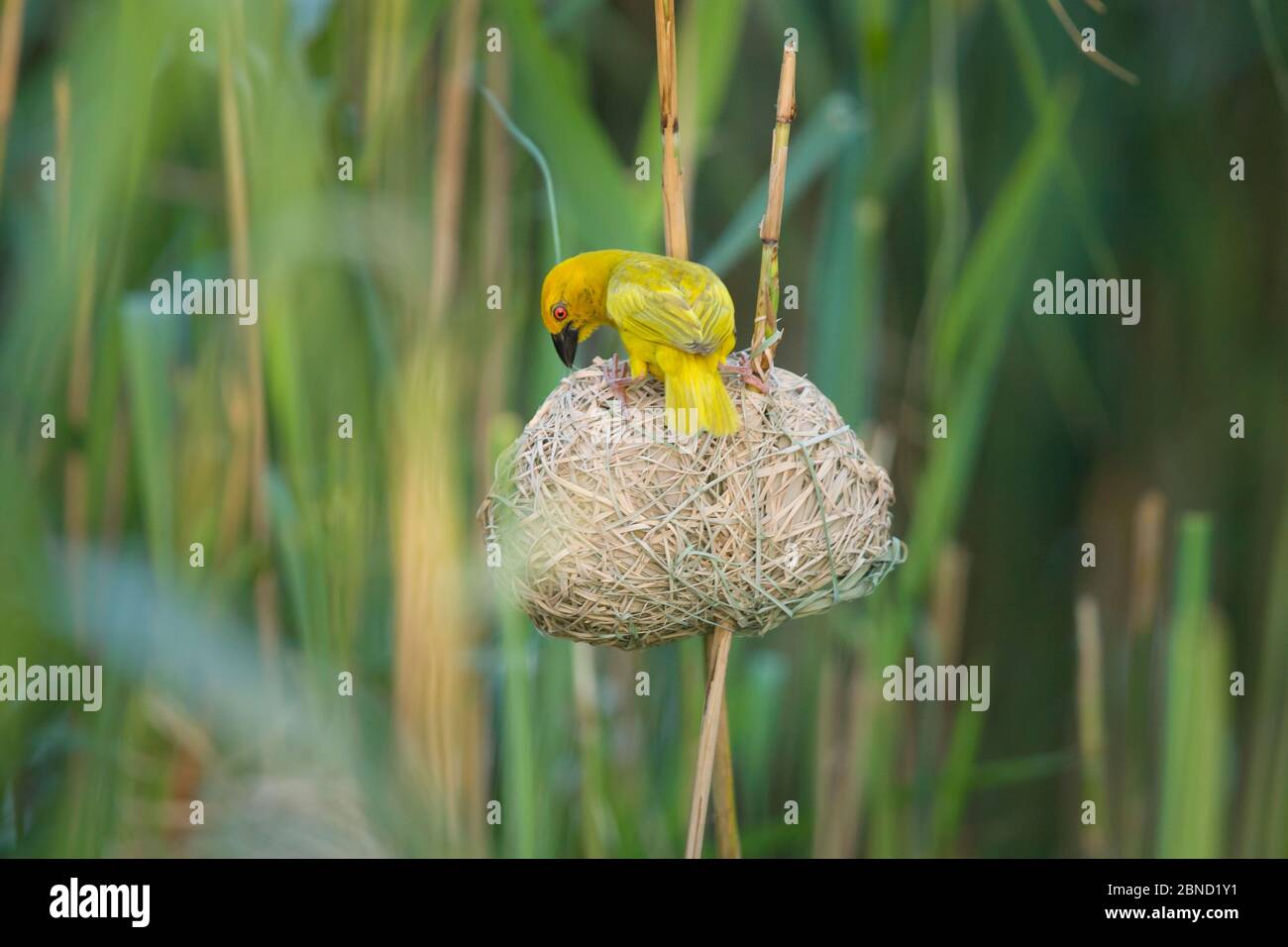 Eastern golden weaver hi-res stock photography and images - Alamy