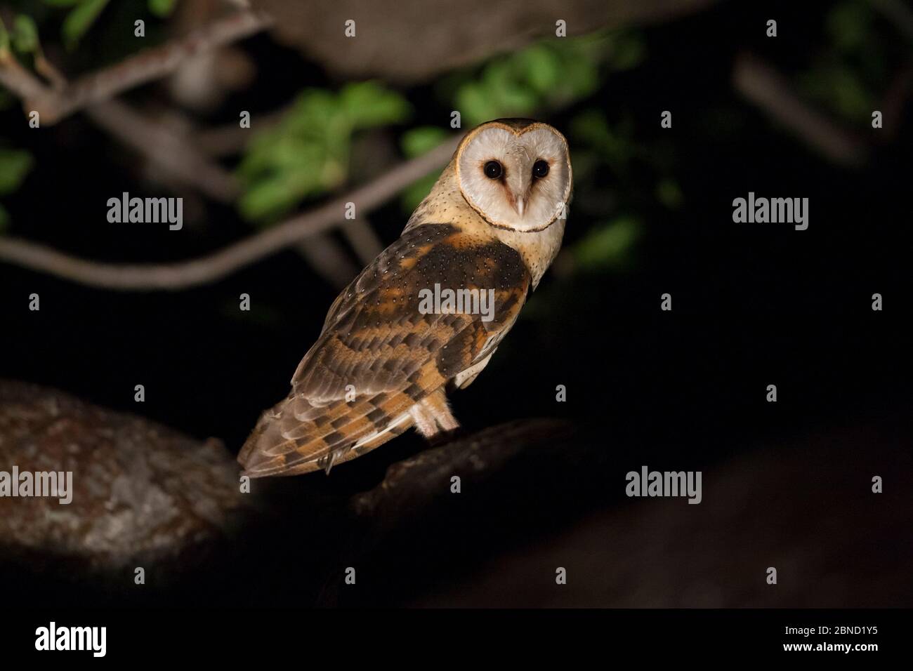 African Barn Owl High Resolution Stock Photography and Images - Alamy