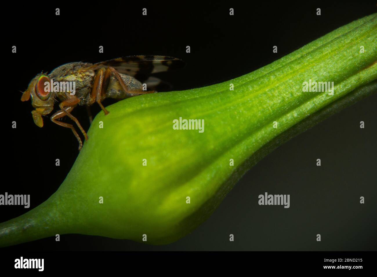 Hoverfly eggs hi-res stock photography and images - Alamy
