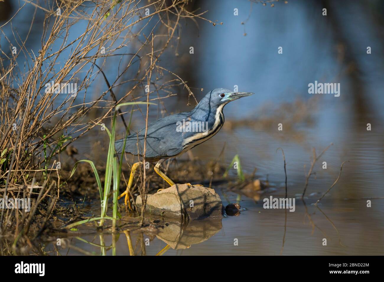 Bittern area hi-res stock photography and images - Alamy