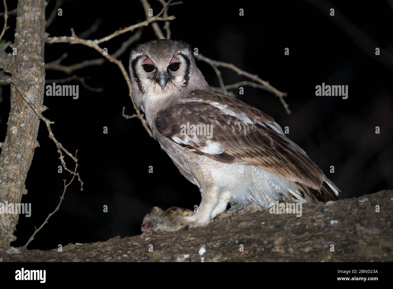 Bubo sp hi-res stock photography and images - Alamy
