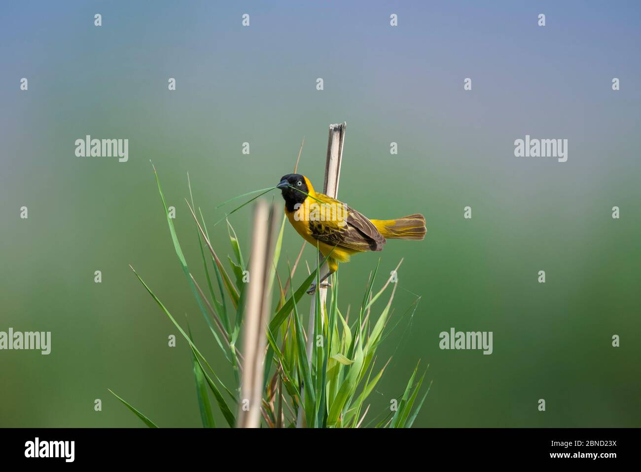 Masked weaver nesting hi-res stock photography and images - Alamy