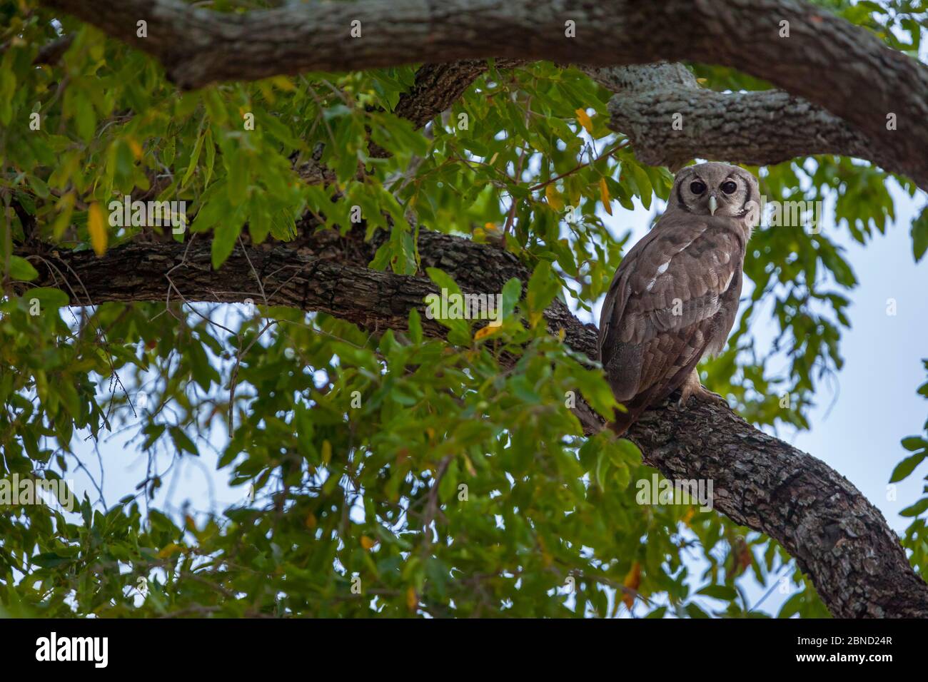 Tamboti south africa hi-res stock photography and images - Alamy