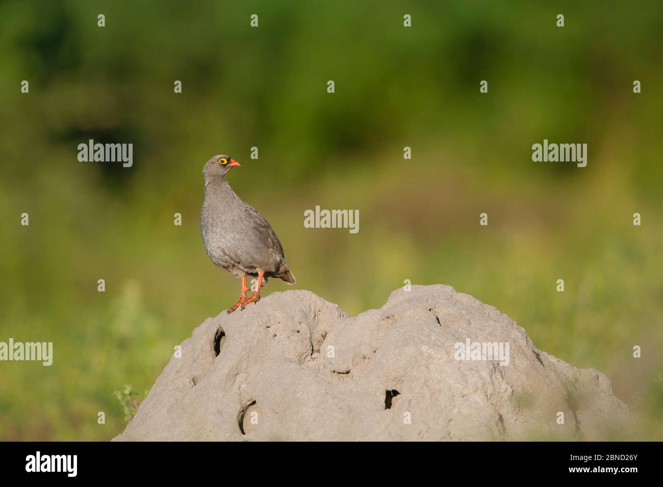 Red billed spurfowl pternistis adspersus hi-res stock photography and ...