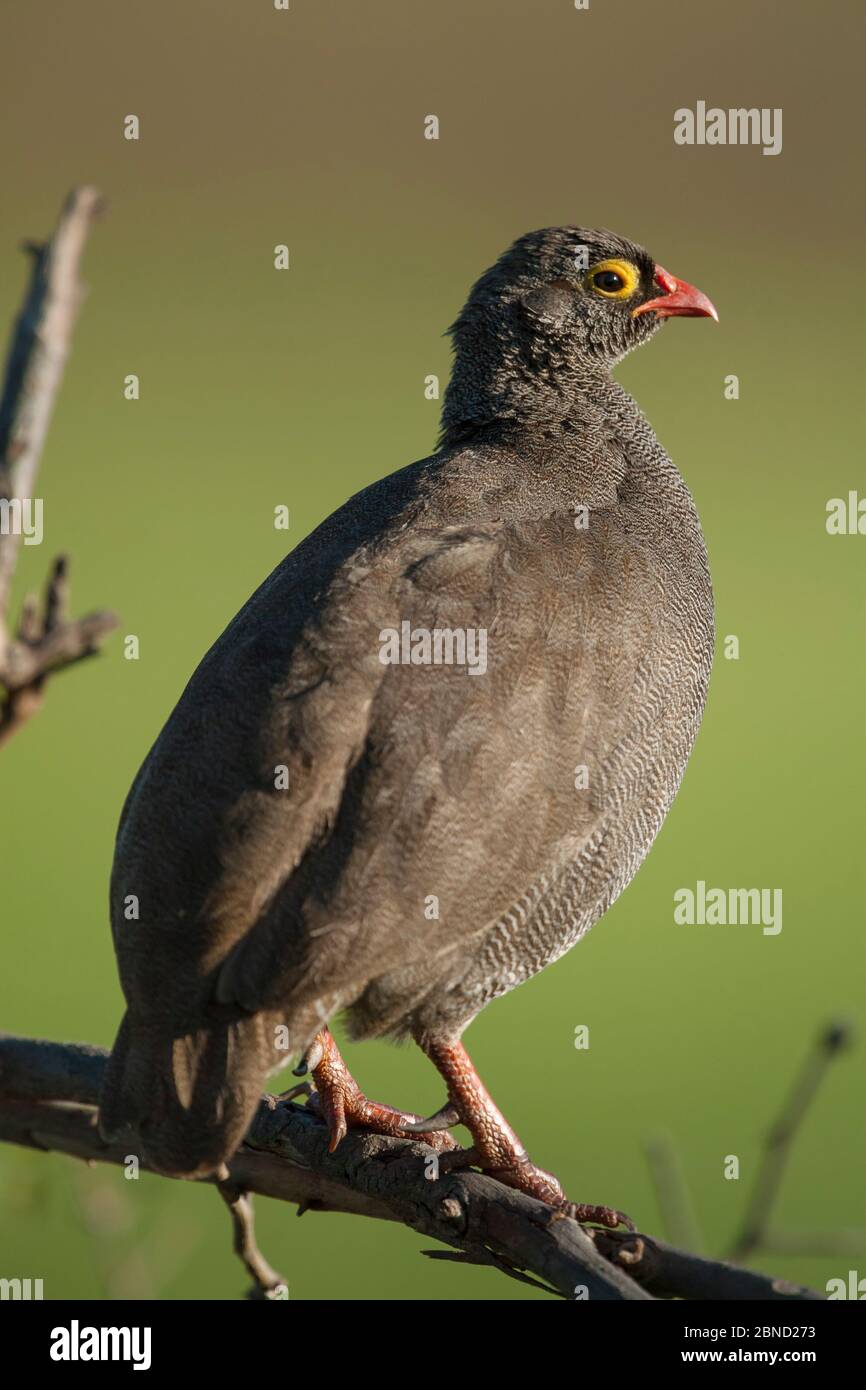 Red billed spurfowl pternistis adspersus hi-res stock photography and ...