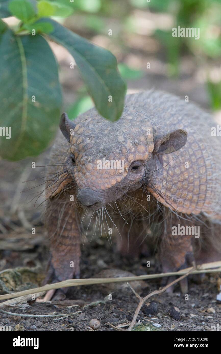 Euphractus gylvipes hi-res stock photography and images - Alamy