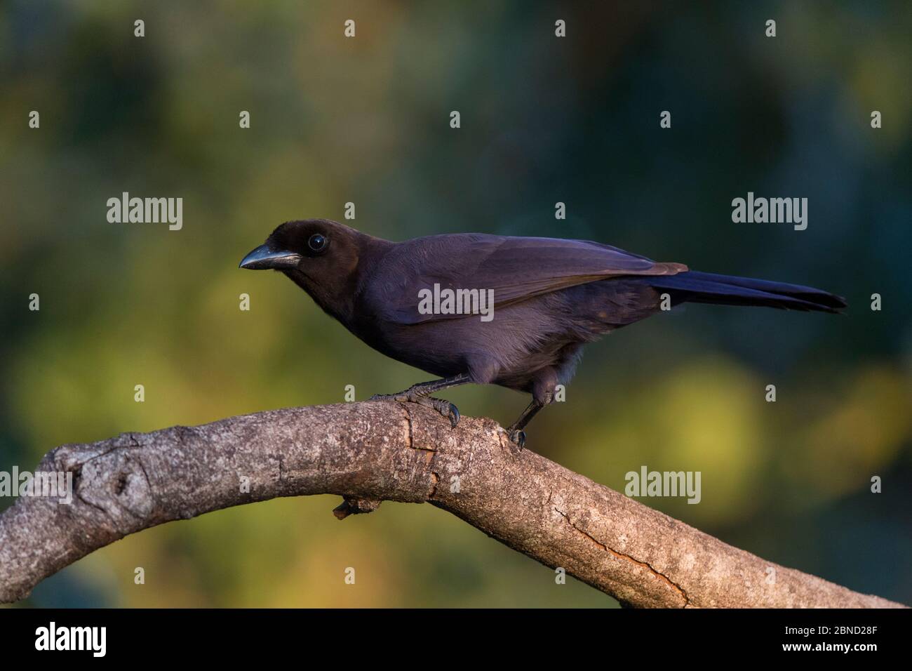 Purplish jay (Cyanocorax cyanomelas) Pantanal, Brazil Stock Photo - Alamy