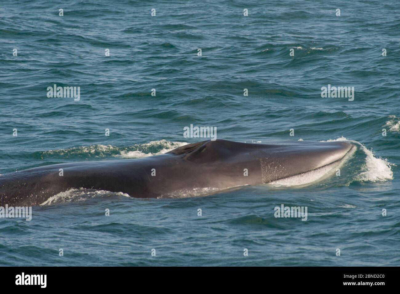 Fin whale (Balaenoptera physalus) at surface, Baja California, Mexico Stock Photo - Alamy
